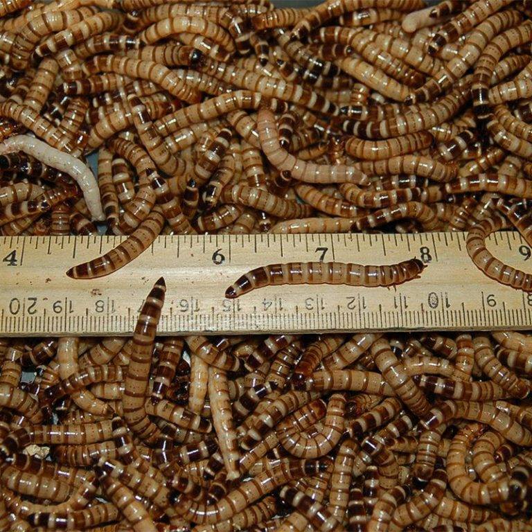1000 Super Worms For Sale | Farm Raised Super Worms