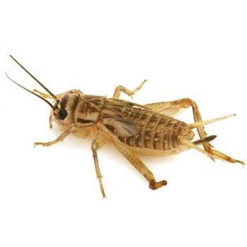 Live Crickets 500/Box For Sale | Farm Raised Crickets Live Crickets 500/Box For Sale | Farm Raised Crickets